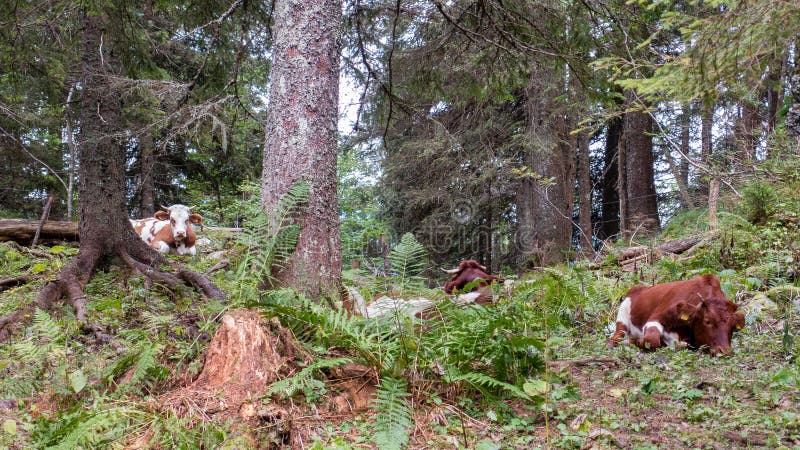 Herd of Cows Lying Around Very Relaxed in the Middle of Pine Tree ...