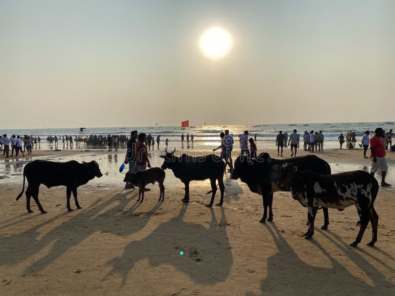 A Herd of Cows Making Long Shadows during Sunset at the Crowded Beach ...