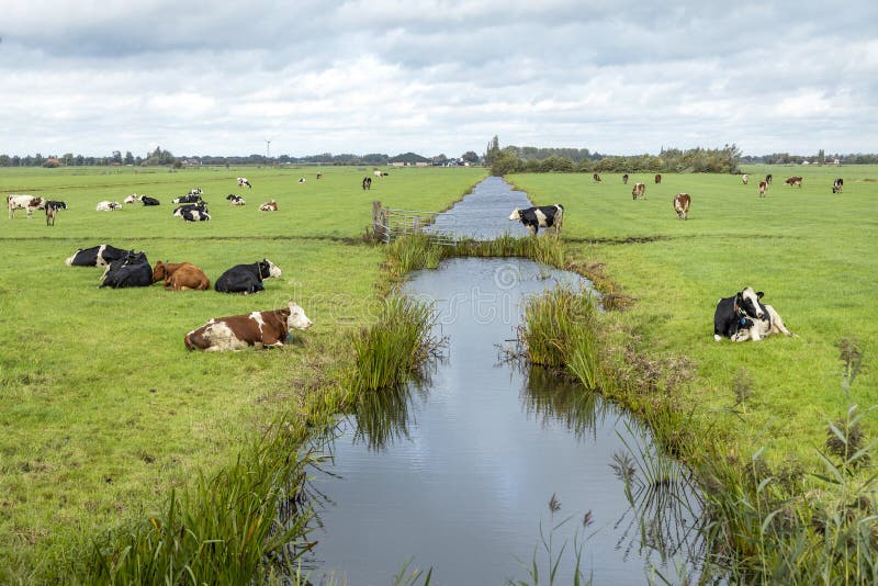 A Herd of Cows in a Meadow with a Ditch in the Middle and a Cow on a ...