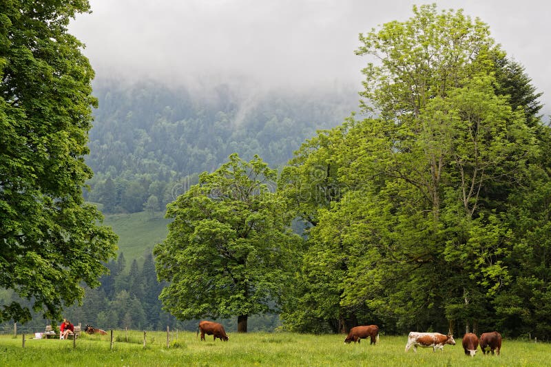 Herd of Cows in the Meadows of Chartreuse Stock Photo - Image of ...
