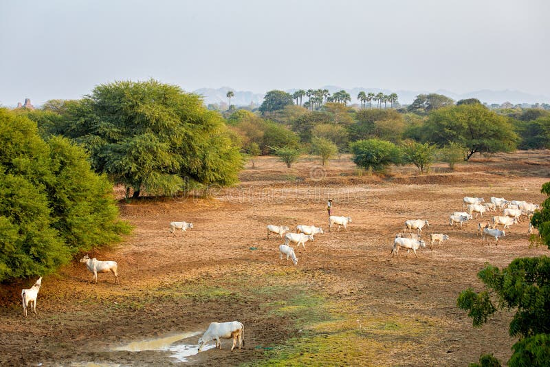 A Herd of Cows, Old Bagan, Myanmar Stock Image - Image of cattle ...