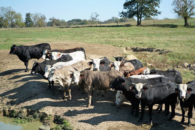 A Herd of Cows Out at the Water Hole Stock Image - Image of grazing ...