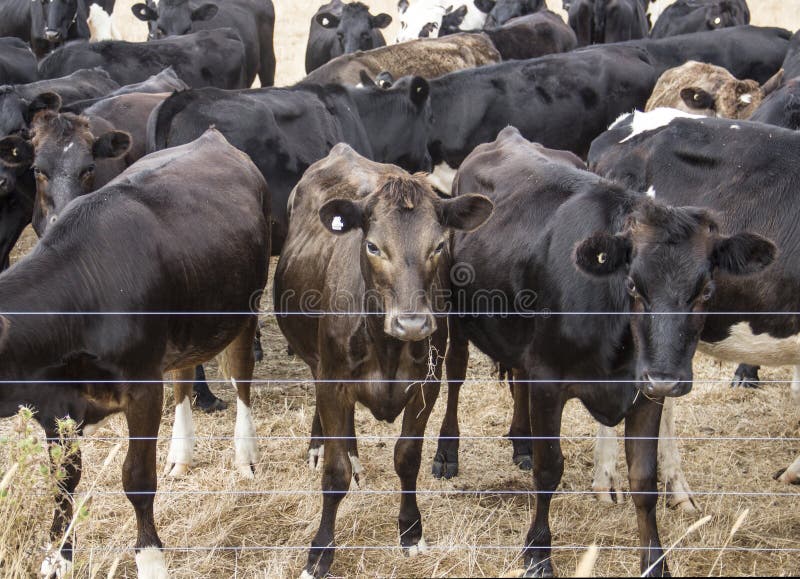 Australian Sheep stock image. Image of travel, sweaters - 905409