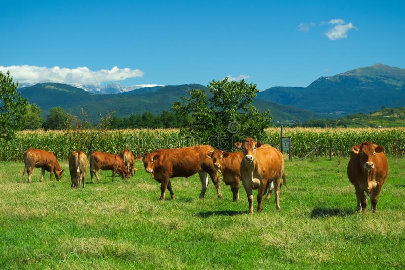 Herd of Cows on Pasture in Italian Farm during the Summer Stock Image ...