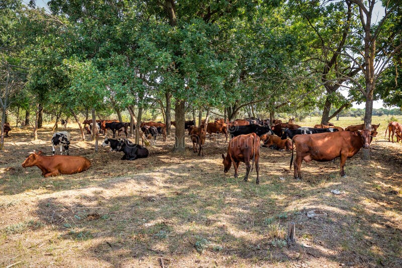 Herd of Cows Resting Under Tree Shadow Stock Photo - Image of mammal ...