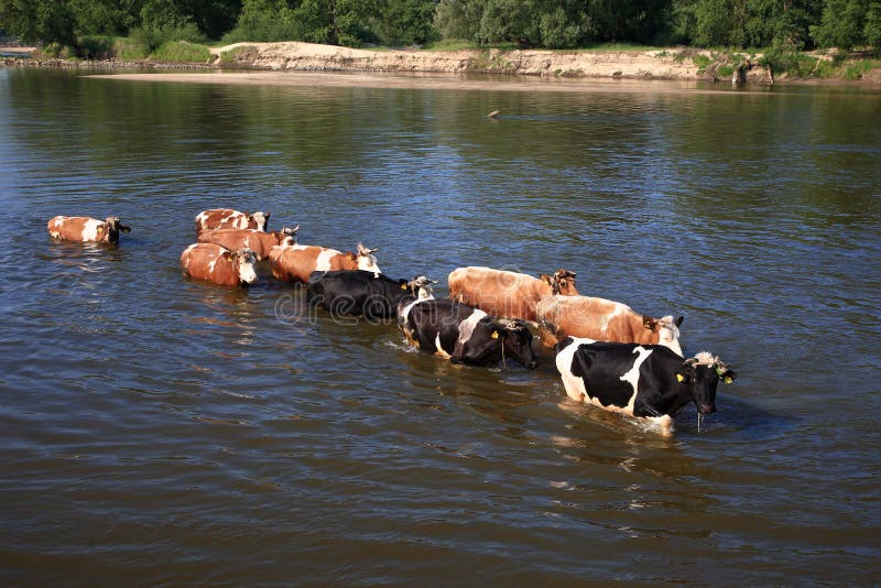 Herd of cows in the river stock photo. Image of mammals - 31172136
