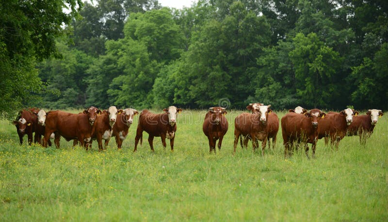 Herd of Cows in a Rural Area Stock Photo - Image of agriculture, ranch ...
