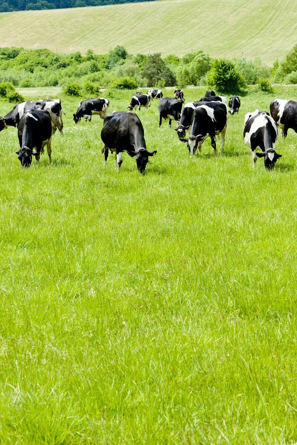 Herd of cows, Slovakia stock photo. Image of farm, fauna - 154181662