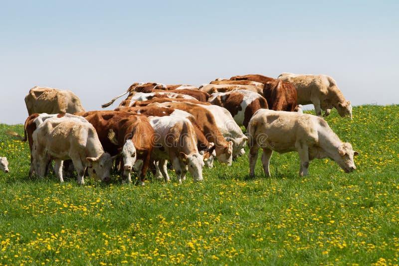 Herd of Cows at Spring Green Field Stock Photo - Image of eating ...