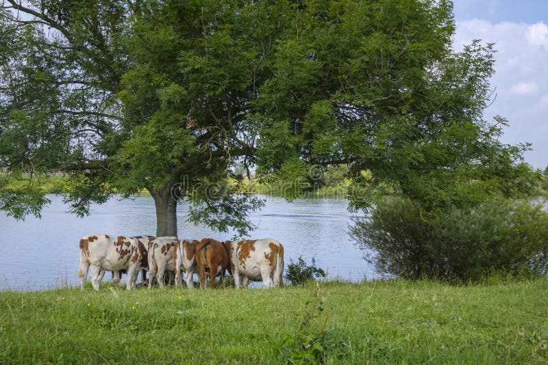 921 Cows Under Tree Stock Photos - Free & Royalty-Free Stock Photos ...