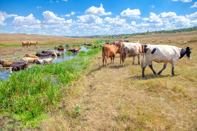 Cows in the summer stock photo. Image of agriculture - 176970984