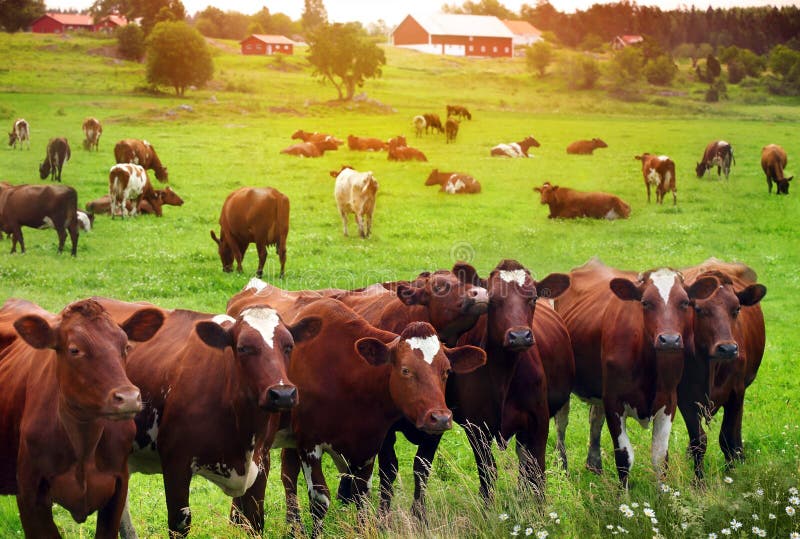 Herd of cows stock photo. Image of community, food, follow - 7771736