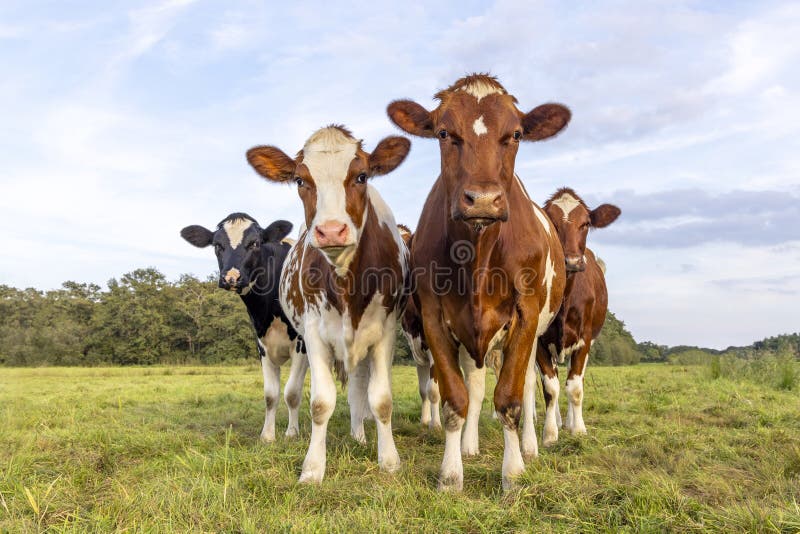 Herd of Cows Together in a Field, Happy and Joyful and a Cloudy Sky ...