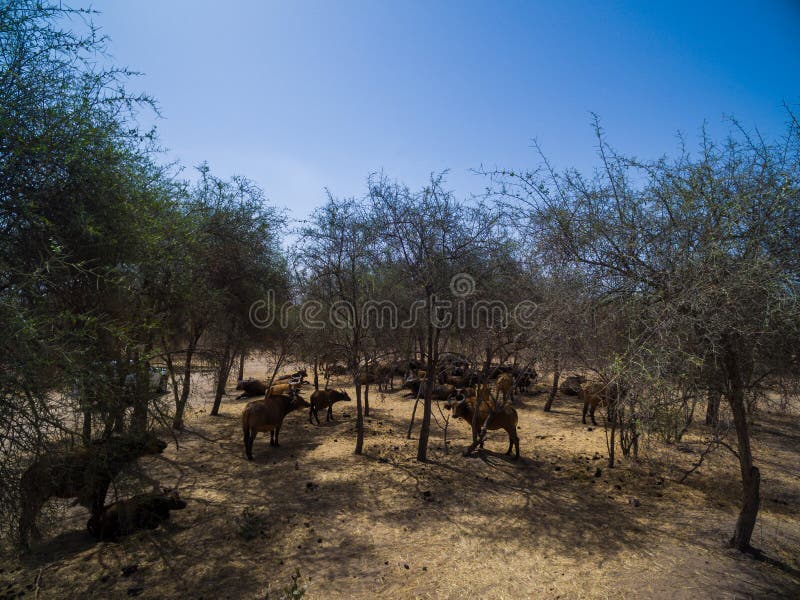 Herd of Cows among the Trees Captured in Senegal, Africa Stock Image ...