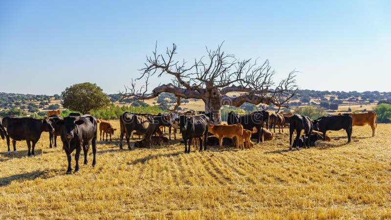 Herd of Cows Under a Large Leafless Tree in a Field Harvested from ...