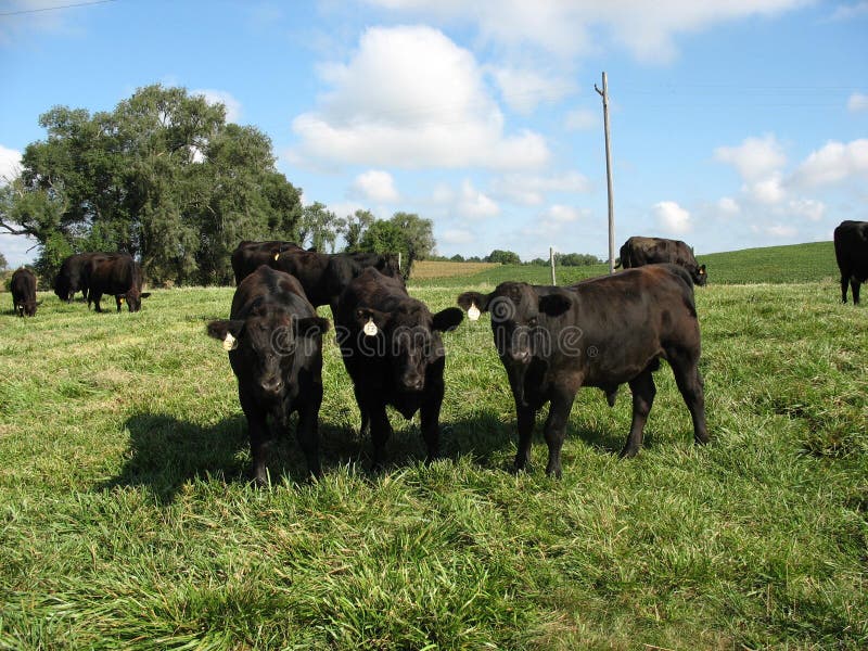 A Group of Cattle in the Middle of an Open Field Stock Photo - Image of ...