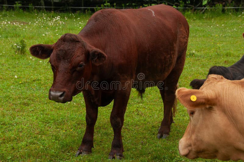 A Herd of Cows Walking on a Pasture Together Stock Photo - Image of ...