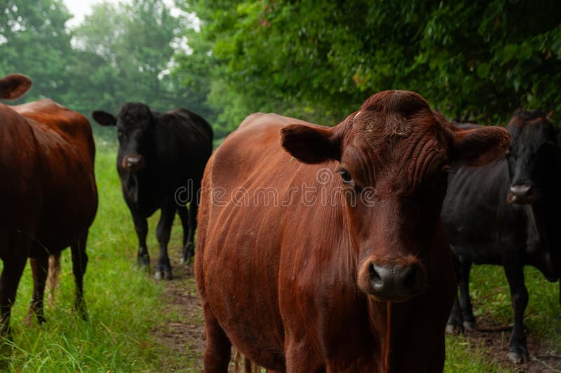 A Herd of Cows Walking on a Pasture Together Stock Photo - Image of ...