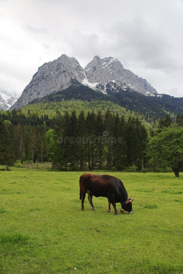Cows in Zugspitze Valley, Garmisch-Partenkirchen, Germany Stock Photo ...