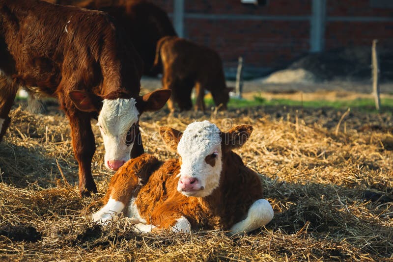 Herd of Cute Calves Lying on the Ground in a Farm Stock Photo - Image ...
