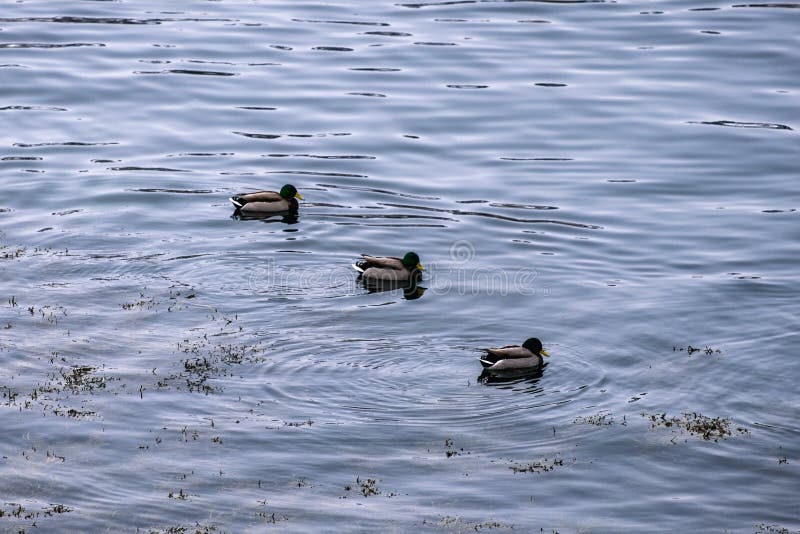 Herd of Dabbling Duck Orderly Floating in Coastline Stock Photo - Image ...