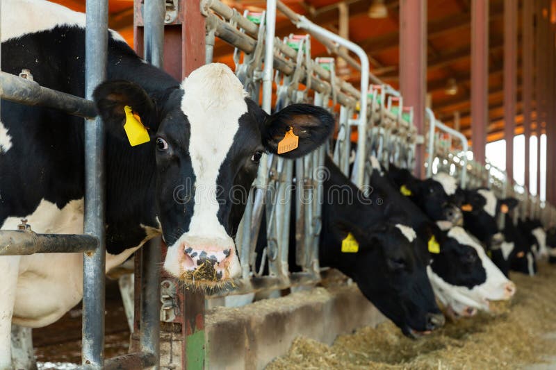 Herd of Cows Eating Forage Fodder Stock Image - Image of animal, farm ...