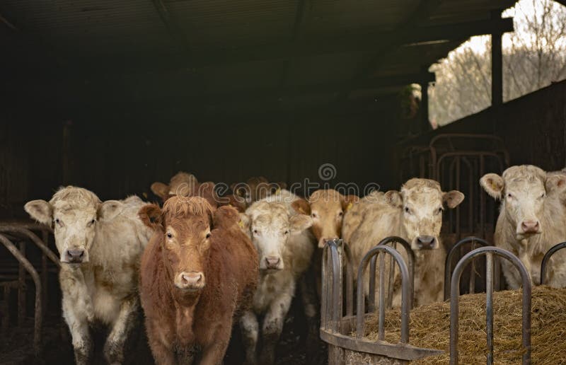 Herd of Dairy Cows in a Barn Stock Image - Image of field, dairy: 140803171