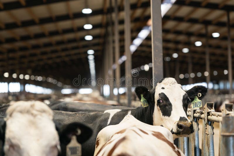 Herd of Dairy Cows Inside a Large, Modern Barn with Ample Lighting and ...