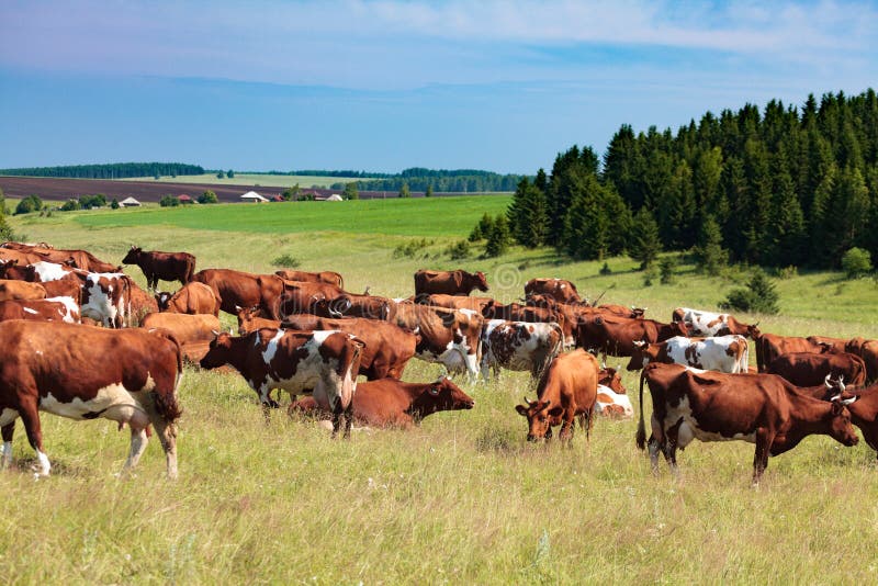 Herd of dairy cows stock image. Image of grassland, dairy - 107580417