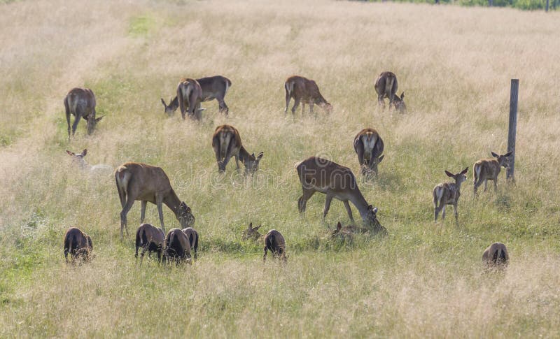 Herd of dear with calves stock image. Image of reserve - 43081665