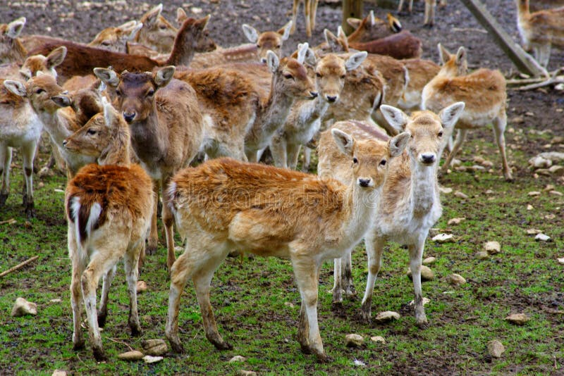 Herd of deer stock image. Image of park, brown, outdoors - 2224605
