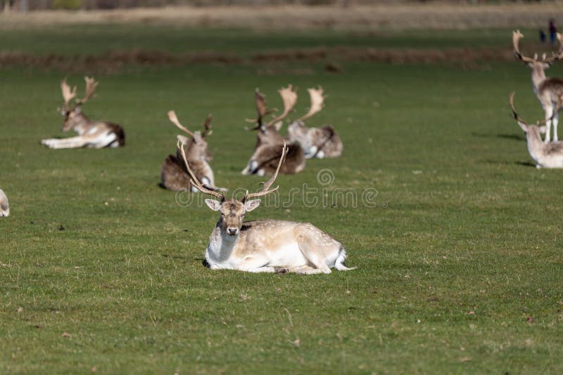 Herd of Deer Grazing on the Meadows Stock Image - Image of farm, grass ...
