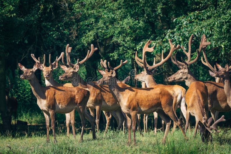 A Herd of Deer in a Green Forest Stock Photo - Image of hind, color ...