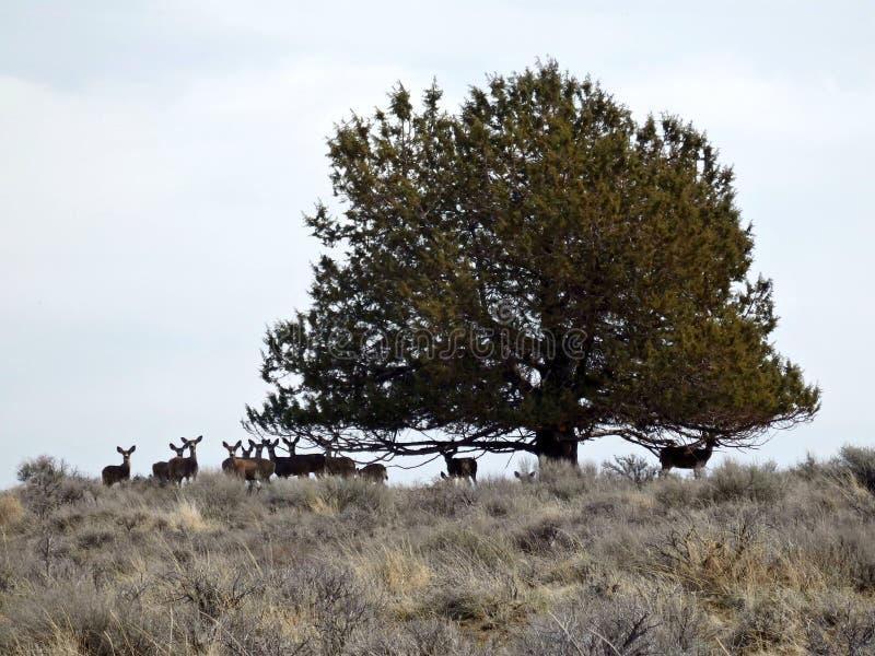 Herd of deer stock photo. Image of tree, herd, deer - 135916976
