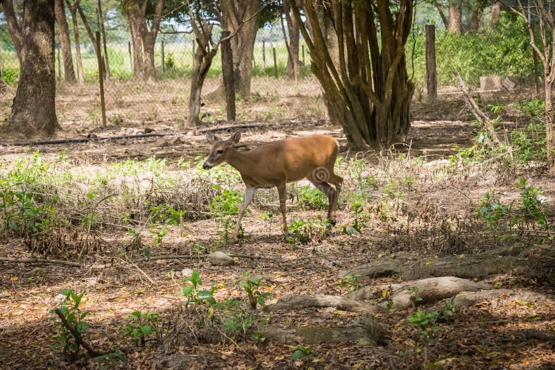 Herd Deer in Natural Environment Stock Image - Image of fawn, scene ...