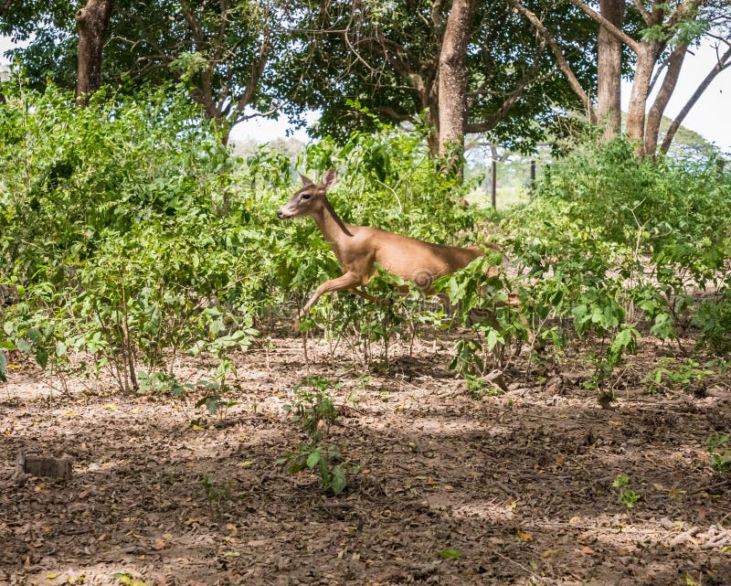 Deer in natural habitat stock photo. Image of grassy, natural - 4438296