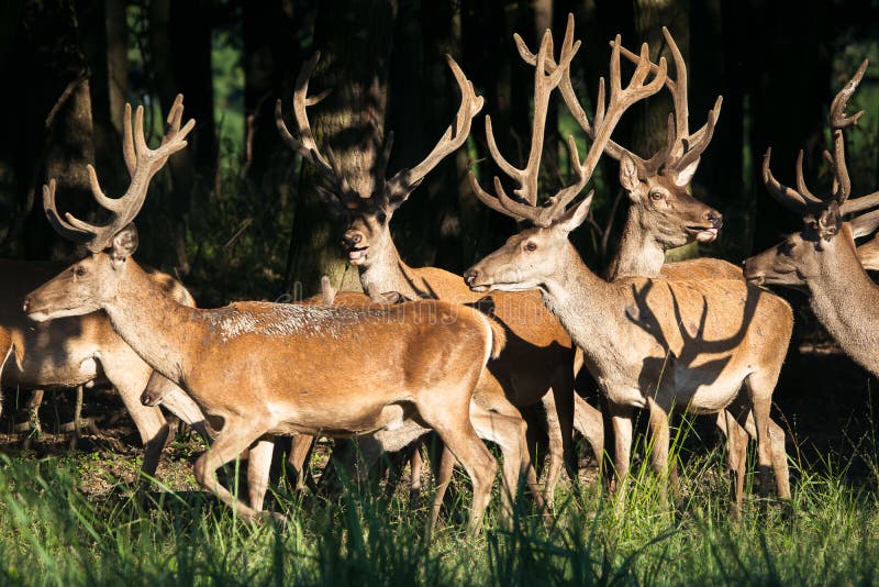 Herd of deer red stock photo. Image of ears, horns, environment - 74509916