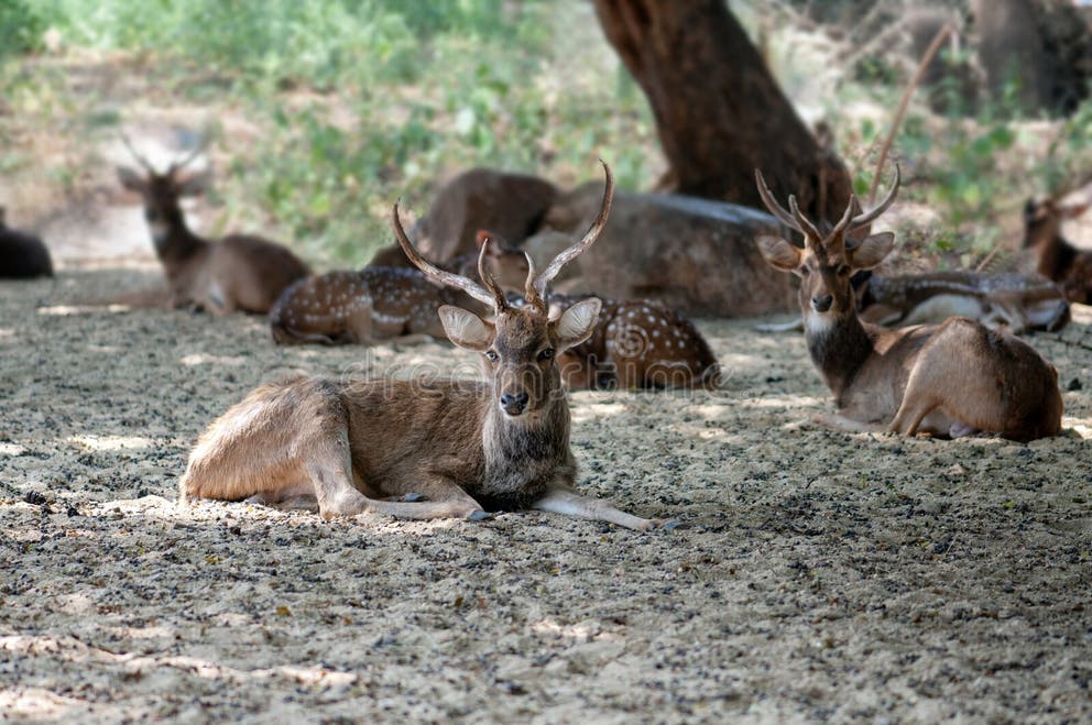 A Herd of Deer Rests Under the Shade of a Tree in Tropical Natural ...