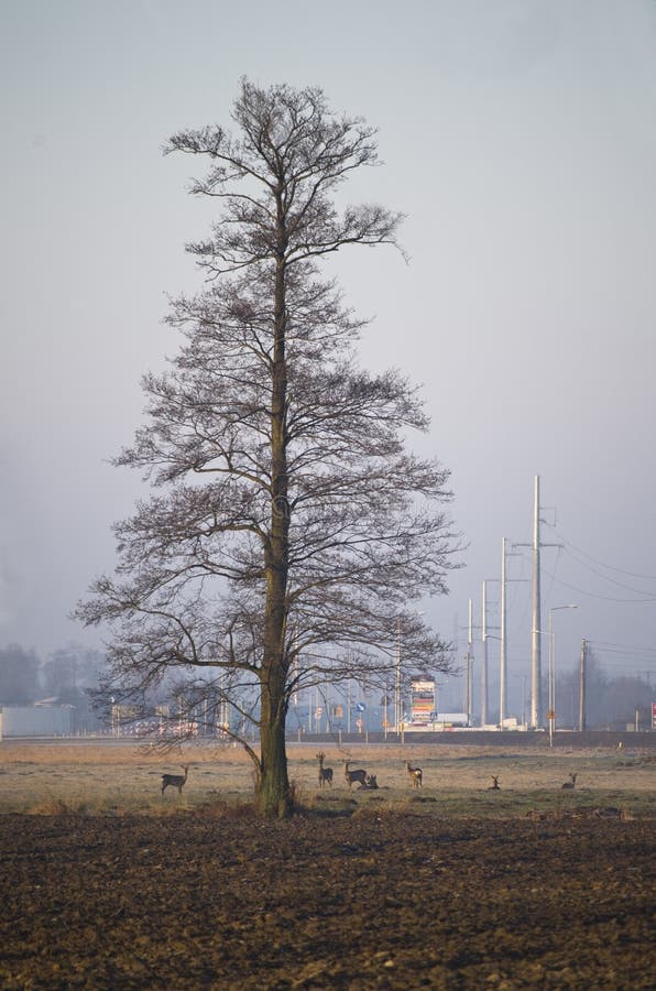A Herd of Deer Under a Tree with a City in the Background. Editorial ...