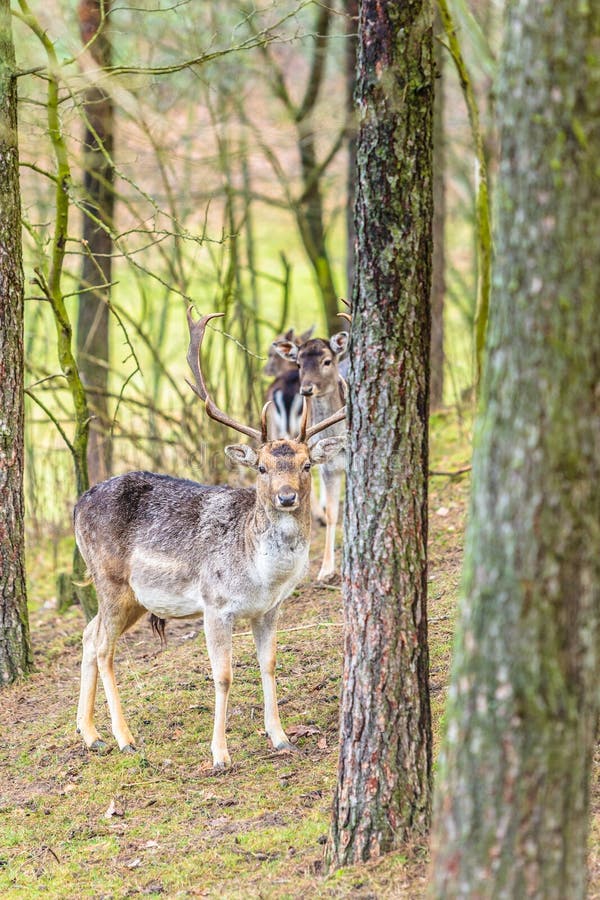Herd of deer in the wild stock photo. Image of antlers - 76259208