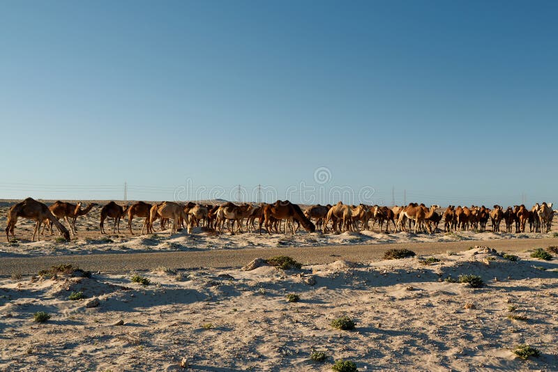 Herd of desert camel stock photo. Image of sand, camel - 272183136