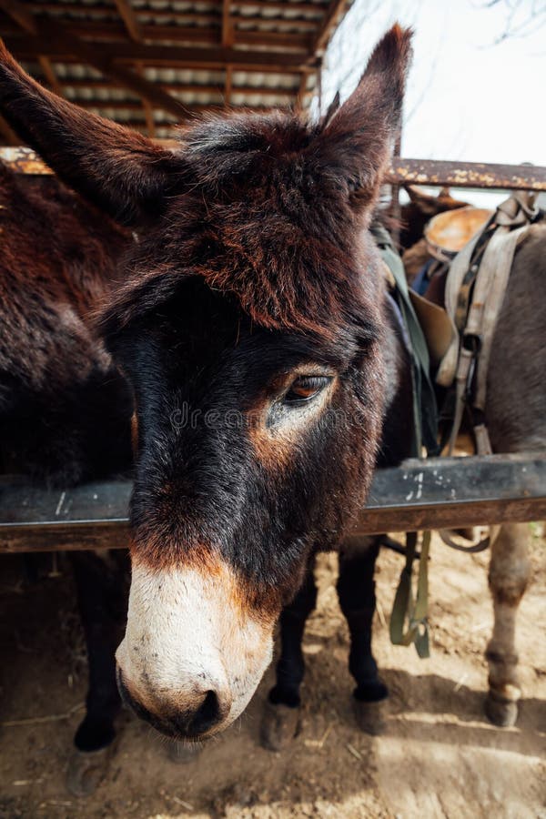 A Herd of Donkeys in a Pen on Farm Stock Photo - Image of herd, animal ...