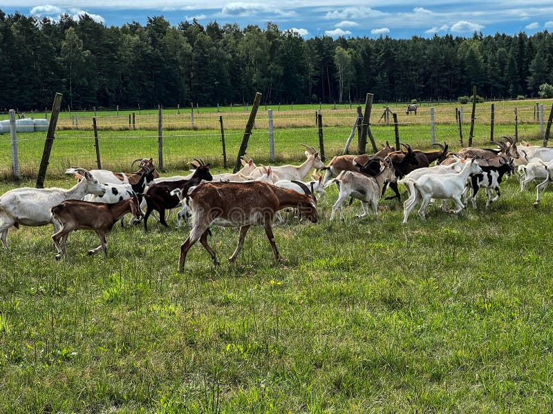 A Herd of a Dozen or so Goats Running Across the Pasture Stock Image ...