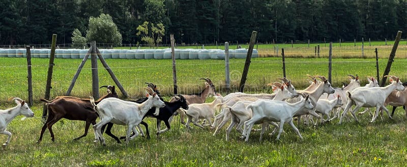 A Herd of a Dozen or so Goats Running Across the Pasture Stock Photo ...