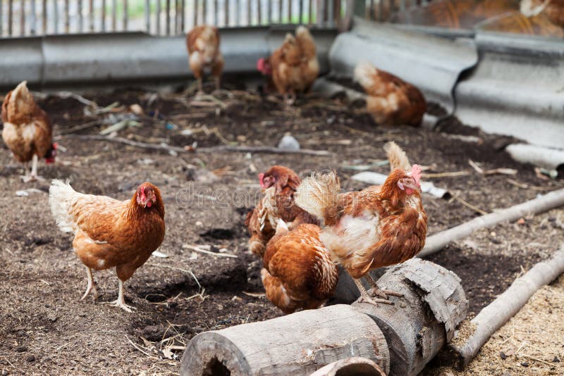 Herd of Egg Hen on Traditional Free Range Poultry Farm. Stock Photo ...