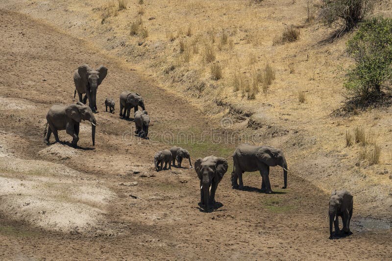 Elephants in Tanzania stock photo. Image of nature, bush - 260670032