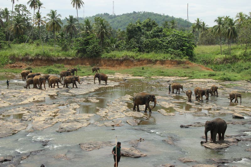 Elephants Enjoying a Refreshing Bath in Nature in Sri Lanka Stock Image ...