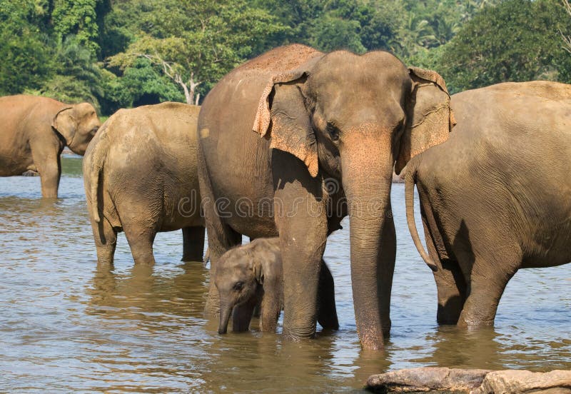 Clean and Washing Elephants on the Banks of River Editorial Image ...