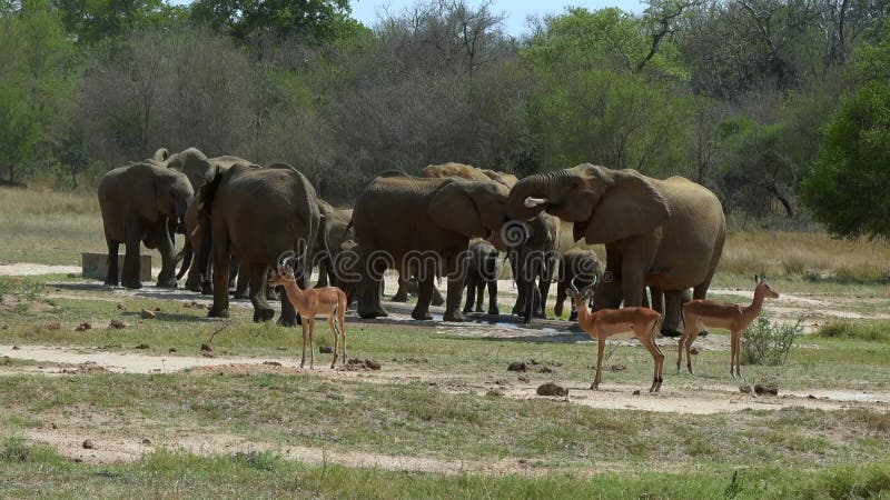 Herd of Elephants Wading in the Background of a Deer Group on a Sunny ...