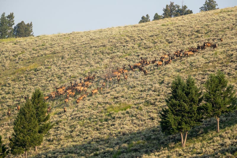 Herd of Elk Stampede Across Dusty Hillside Stock Photo - Image of ...
